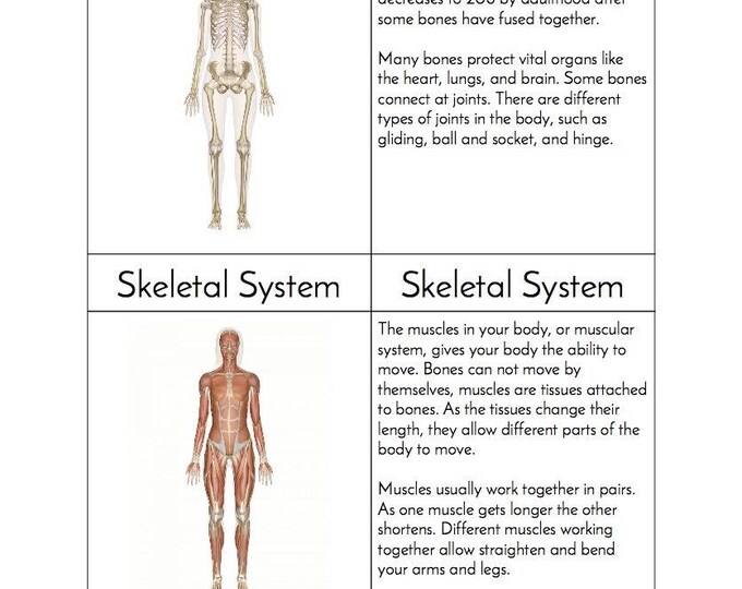 Systems of the Body - Montessori Three/four Part Cards - Etsy