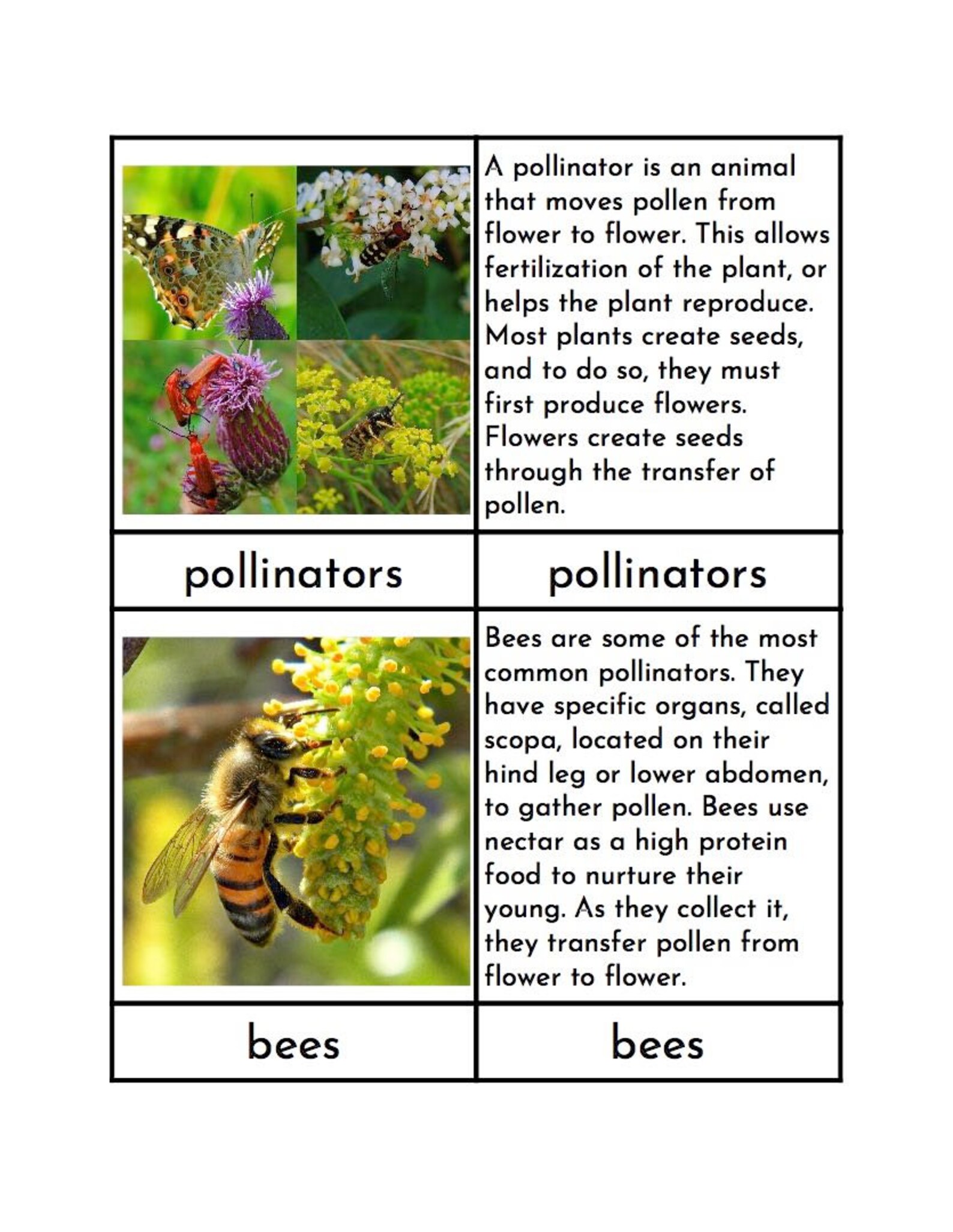 Pollinators Montessori Three/four Part Cards - Etsy