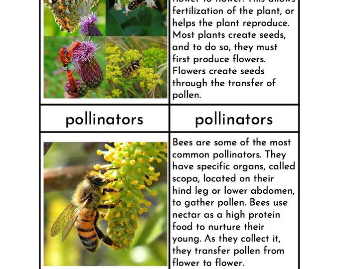 Pollinators - Montessori Three/four Part Cards - Etsy