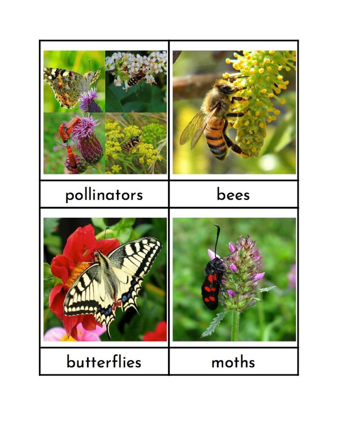 Pollinators Montessori Three/four Part Cards - Etsy