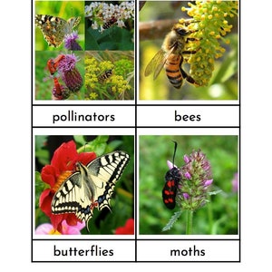 Pollinators Montessori Three/four Part Cards - Etsy