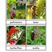 Pollinators Montessori Three/four Part Cards - Etsy