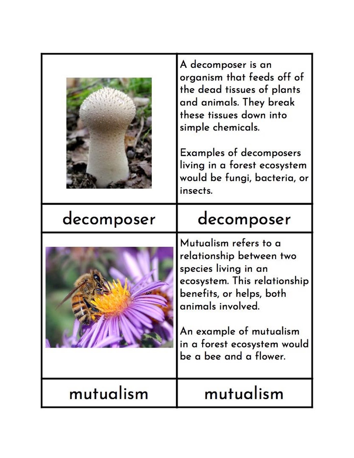 Montessori Parts of an Ecosystem Three/four Part Cards - Etsy