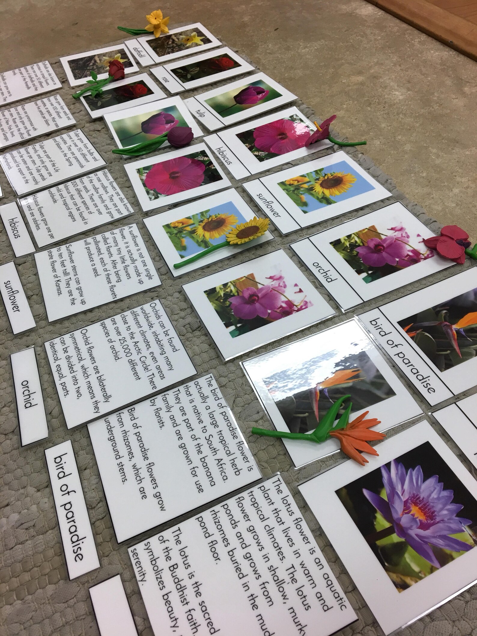 Montessori Flowers Three/four Part Cards With Matching Objects - Etsy