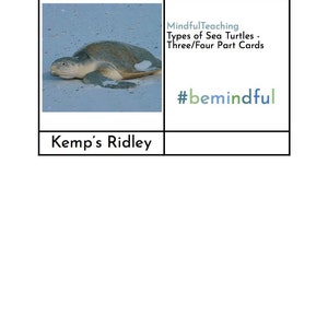 Types of Sea Turtles Three/four Part Cards - Etsy