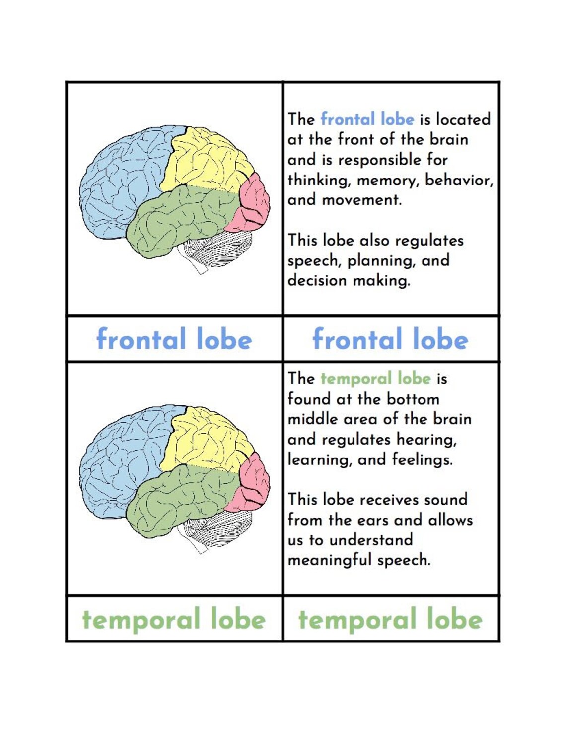 Lobes of the Brain Montessori Three/four Part Cards - Etsy