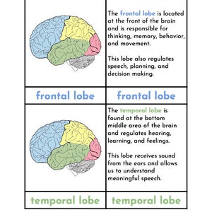 Lobes of the Brain Montessori Three/four Part Cards - Etsy
