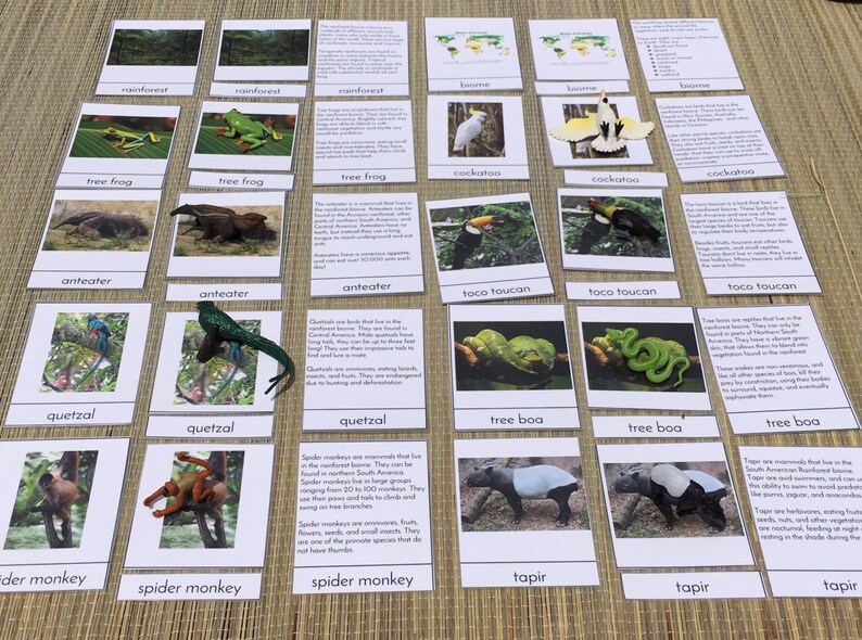 Biome Box Rainforest Objects & Three/four Part Cards - Etsy