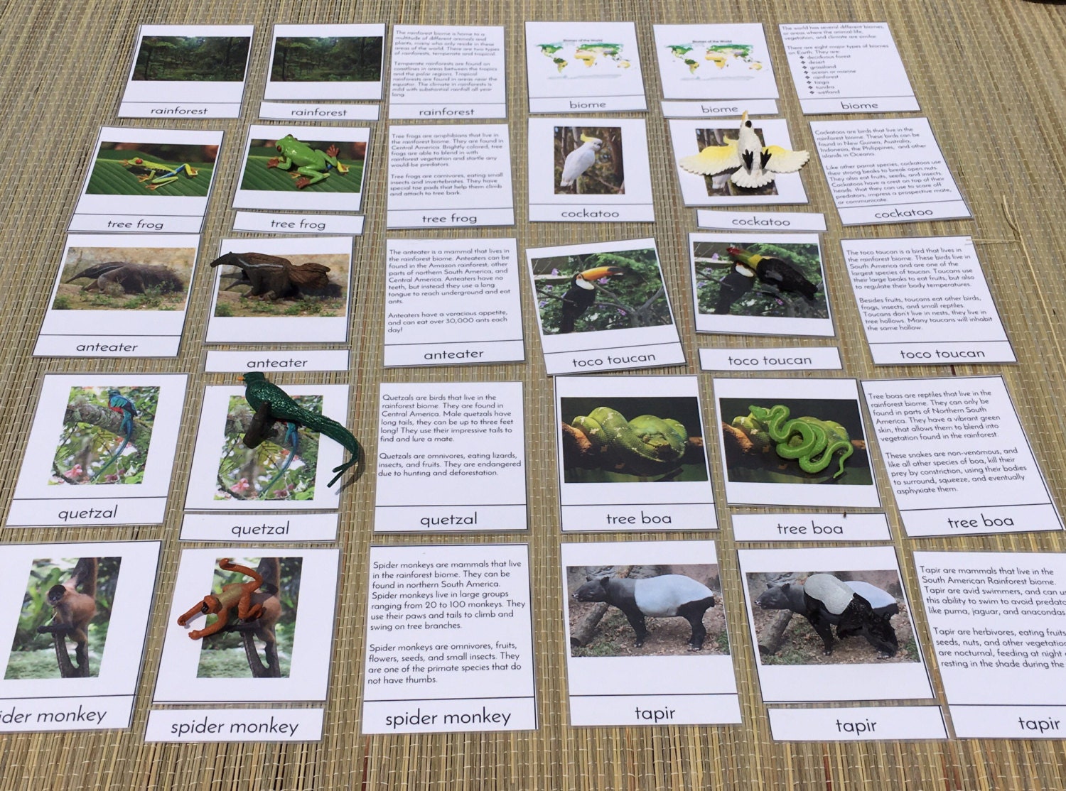 Biome Box Rainforest Objects & Three/four Part Cards - Etsy