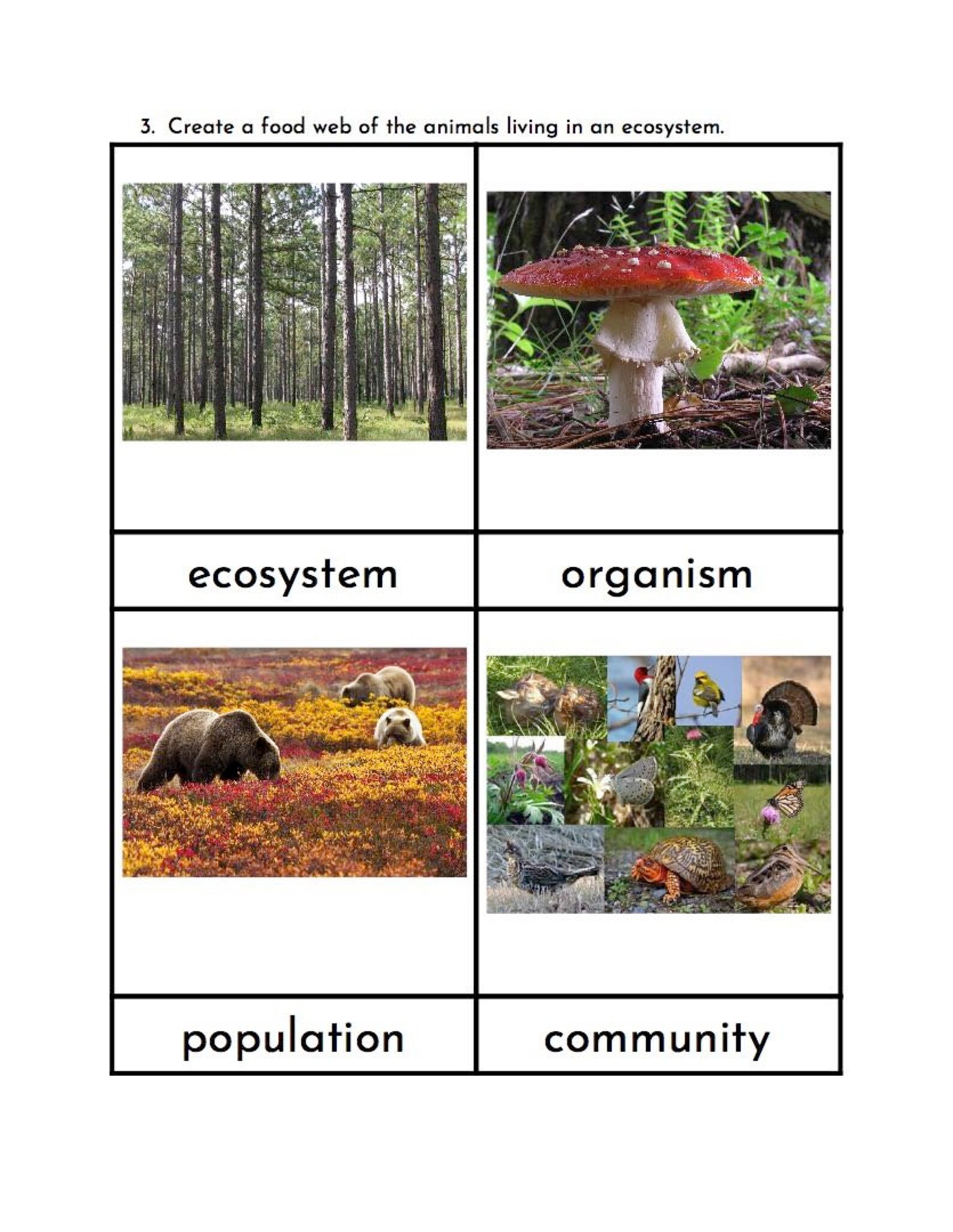 Montessori Parts of an Ecosystem Three/four Part Cards - Etsy