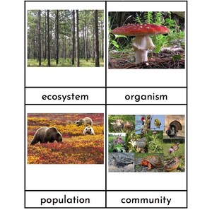 Montessori Parts of an Ecosystem Three/four Part Cards - Etsy