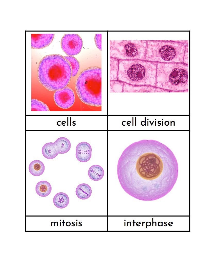 Mitosis & Meiosis Montessori Three/four Part Cards - Etsy