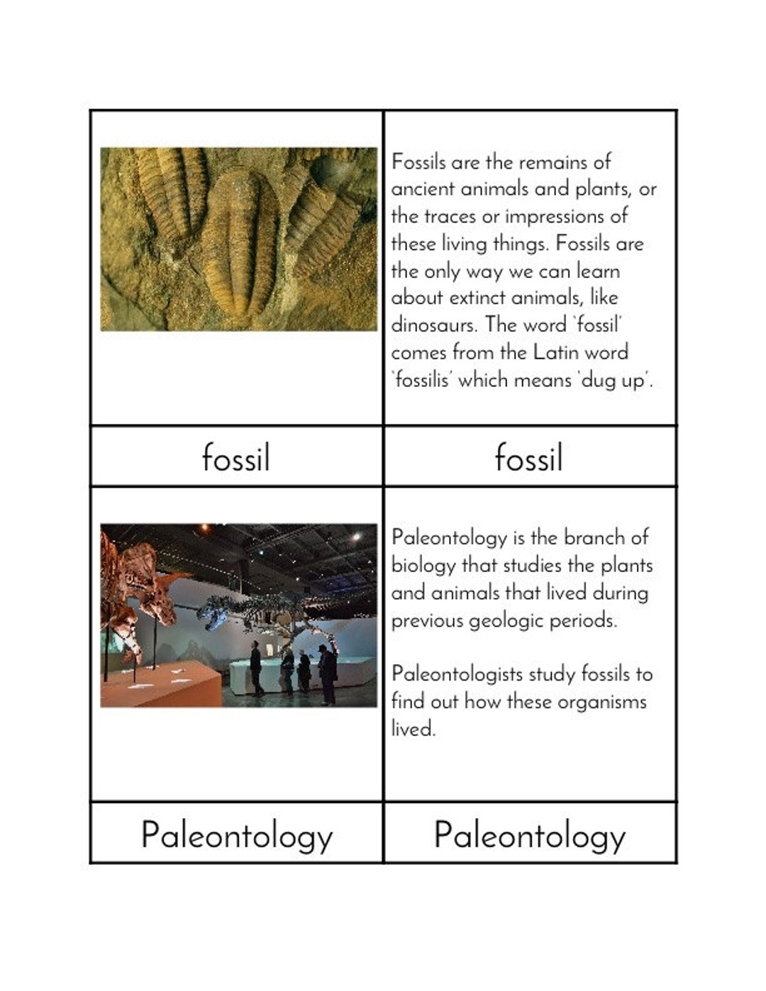Fossils - Montessori Three/four Part Cards - Etsy