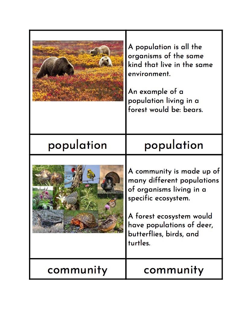 Montessori Parts of an Ecosystem Three/four Part Cards - Etsy