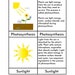 Photosynthesis Montessori Three Part Cards - Etsy