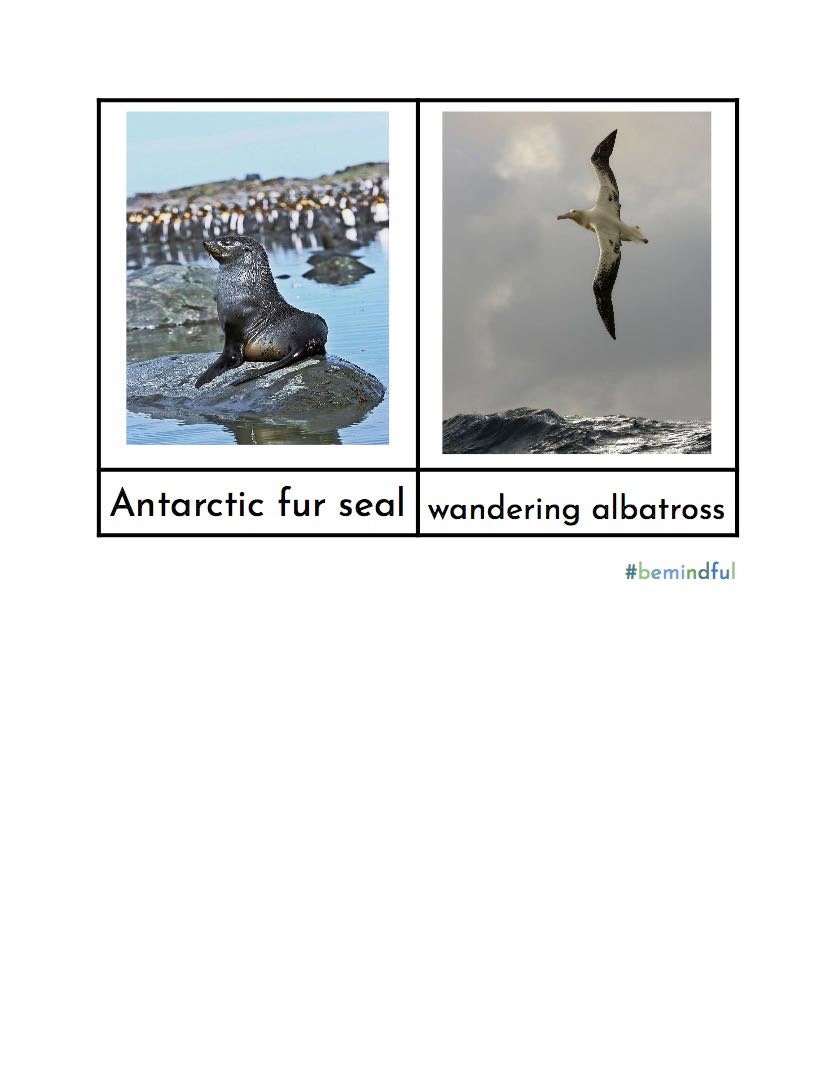 Animals of Antarctica Montessori Three/four Part Cards - Etsy