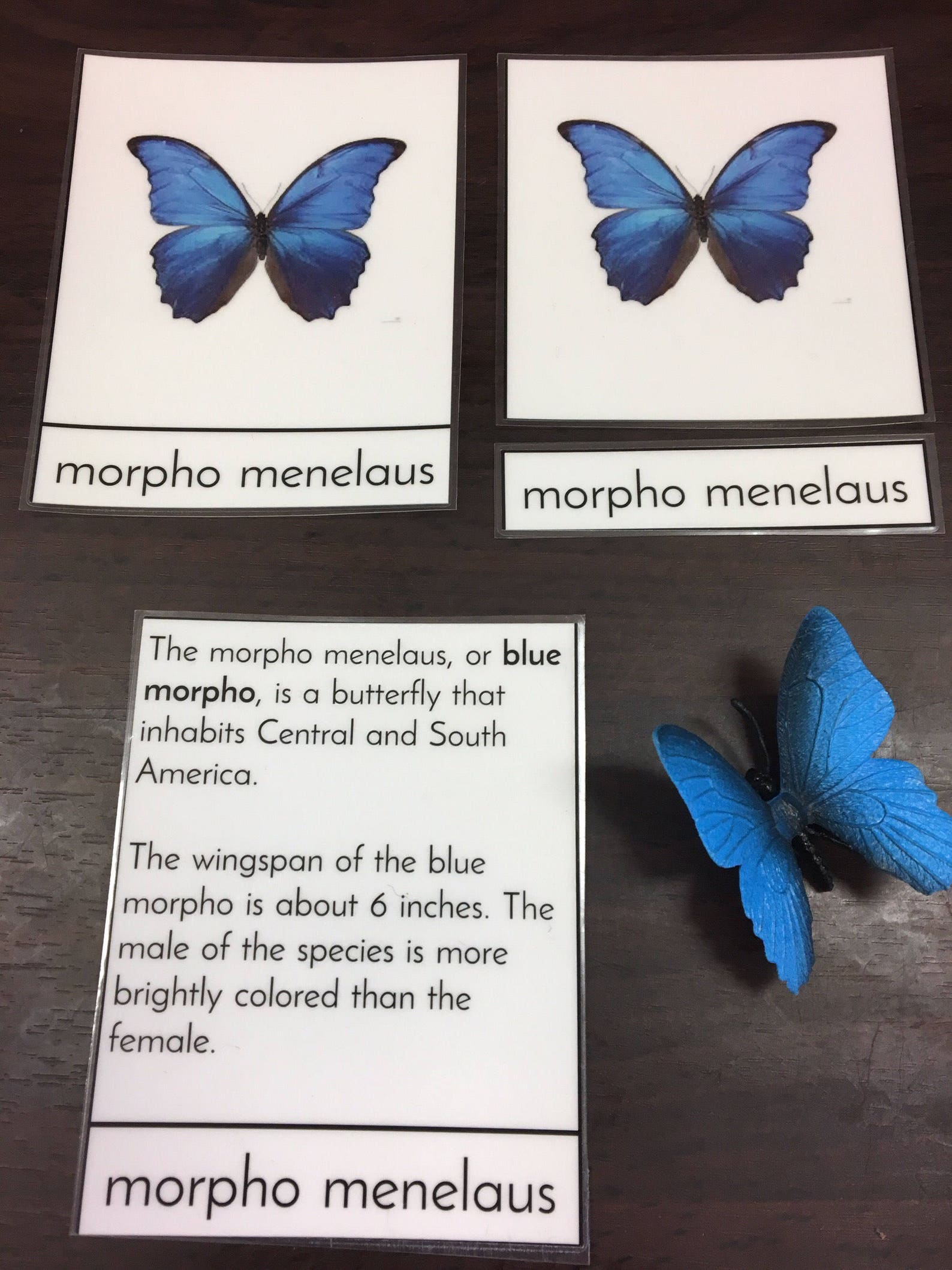 Montessori Butterflies Three/four Part Cards With Matching - Etsy