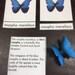 Montessori Butterflies Three/four Part Cards With Matching Objects - Etsy