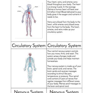 Systems of the Body Montessori Three/four Part Cards - Etsy