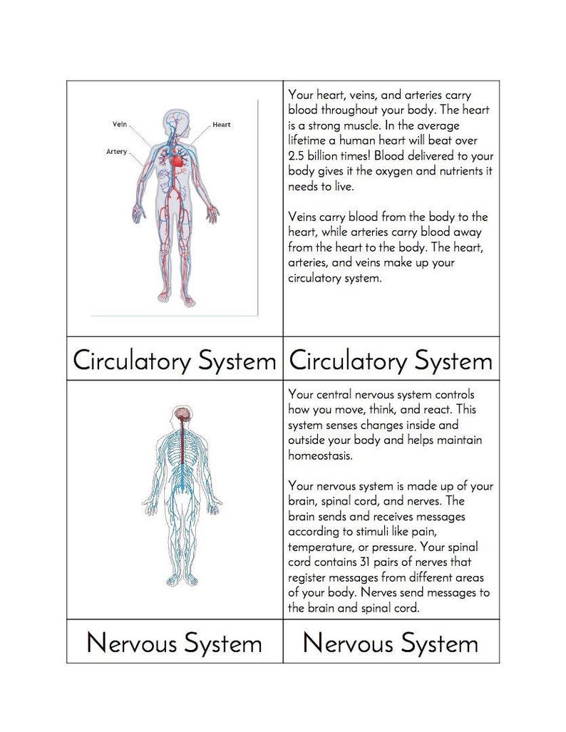 Systems of the Body Montessori Three/four Part Cards - Etsy