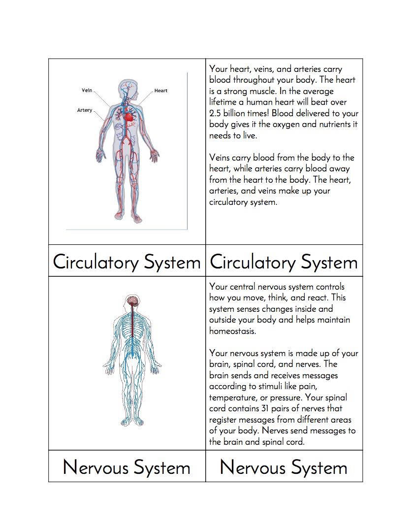 Systems of the Body Montessori Three/four Part Cards - Etsy