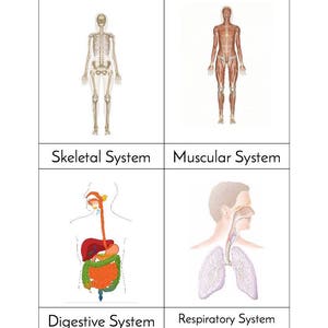 Systems of the Body Montessori Three/four Part Cards - Etsy