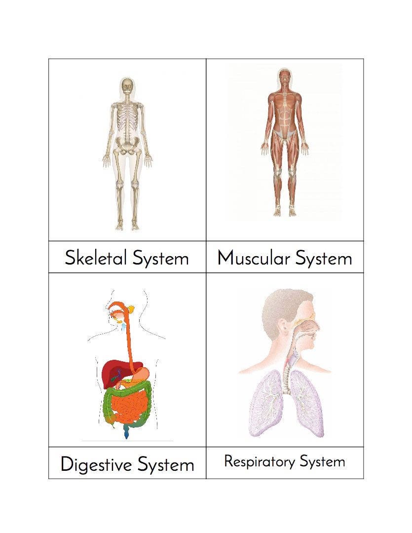 Systems of the Body Montessori Three/four Part Cards - Etsy