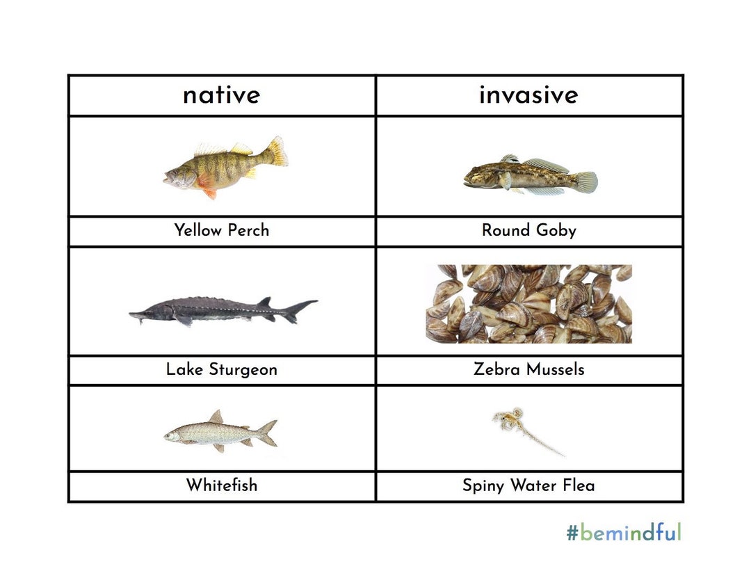 Native & Invasive Species of Lake Michigan Matching Cards - Etsy