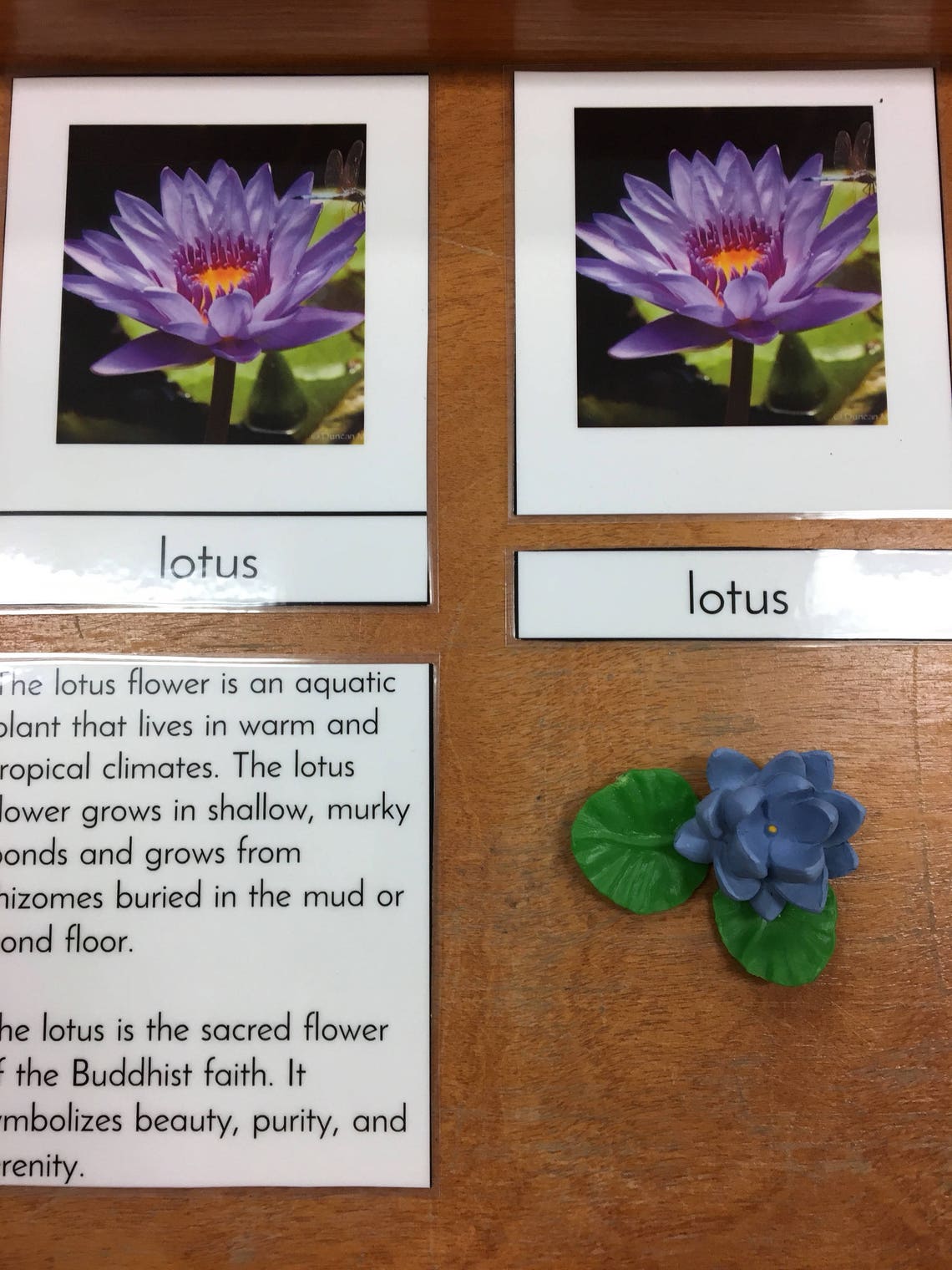 Montessori Flowers Three/four Part Cards With Matching Objects - Etsy