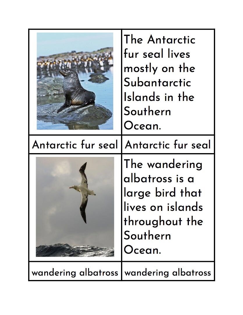 Animals of Antarctica Montessori Three/four Part Cards - Etsy