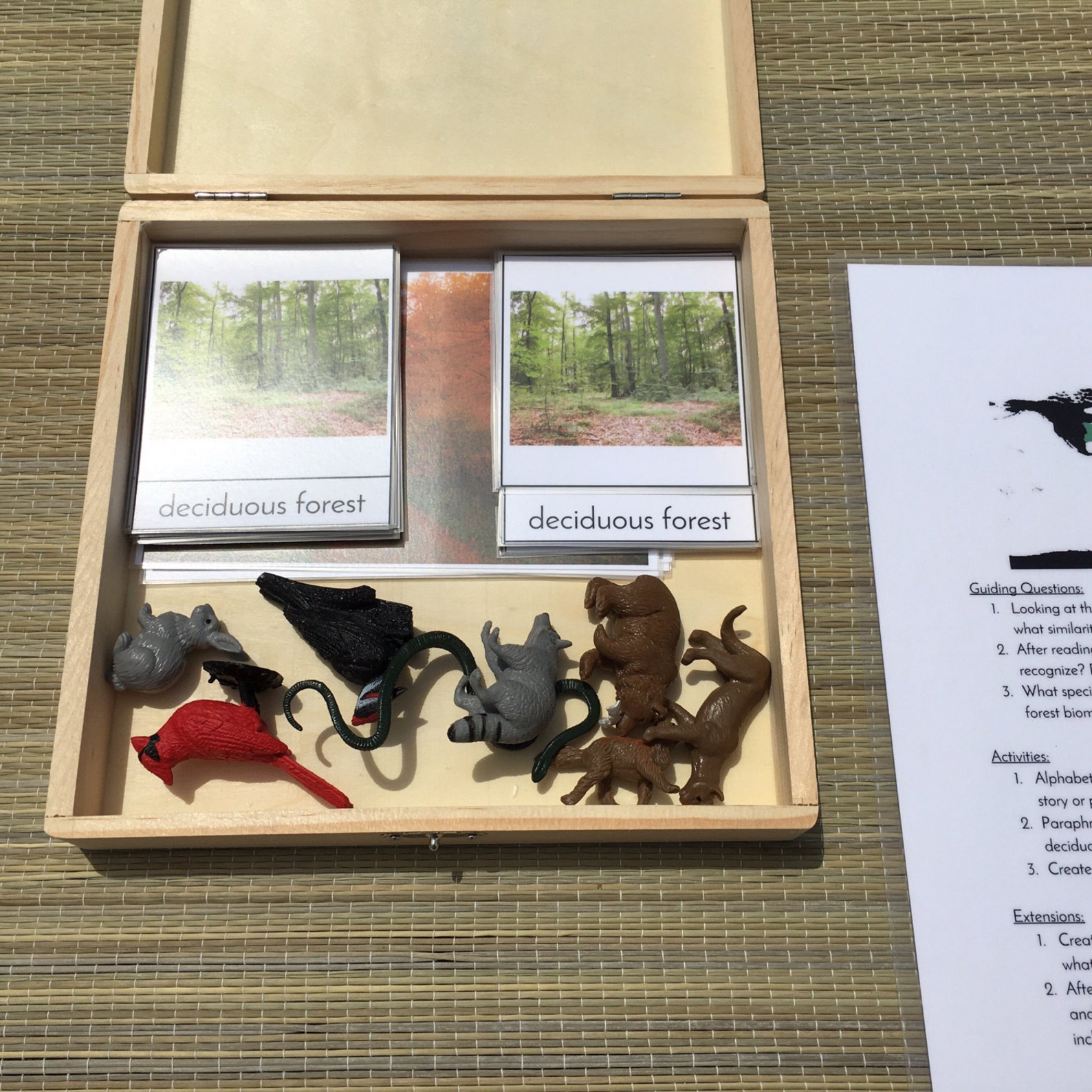 Biome Box Deciduous Forest Objects & Three/four Part Cards - Etsy