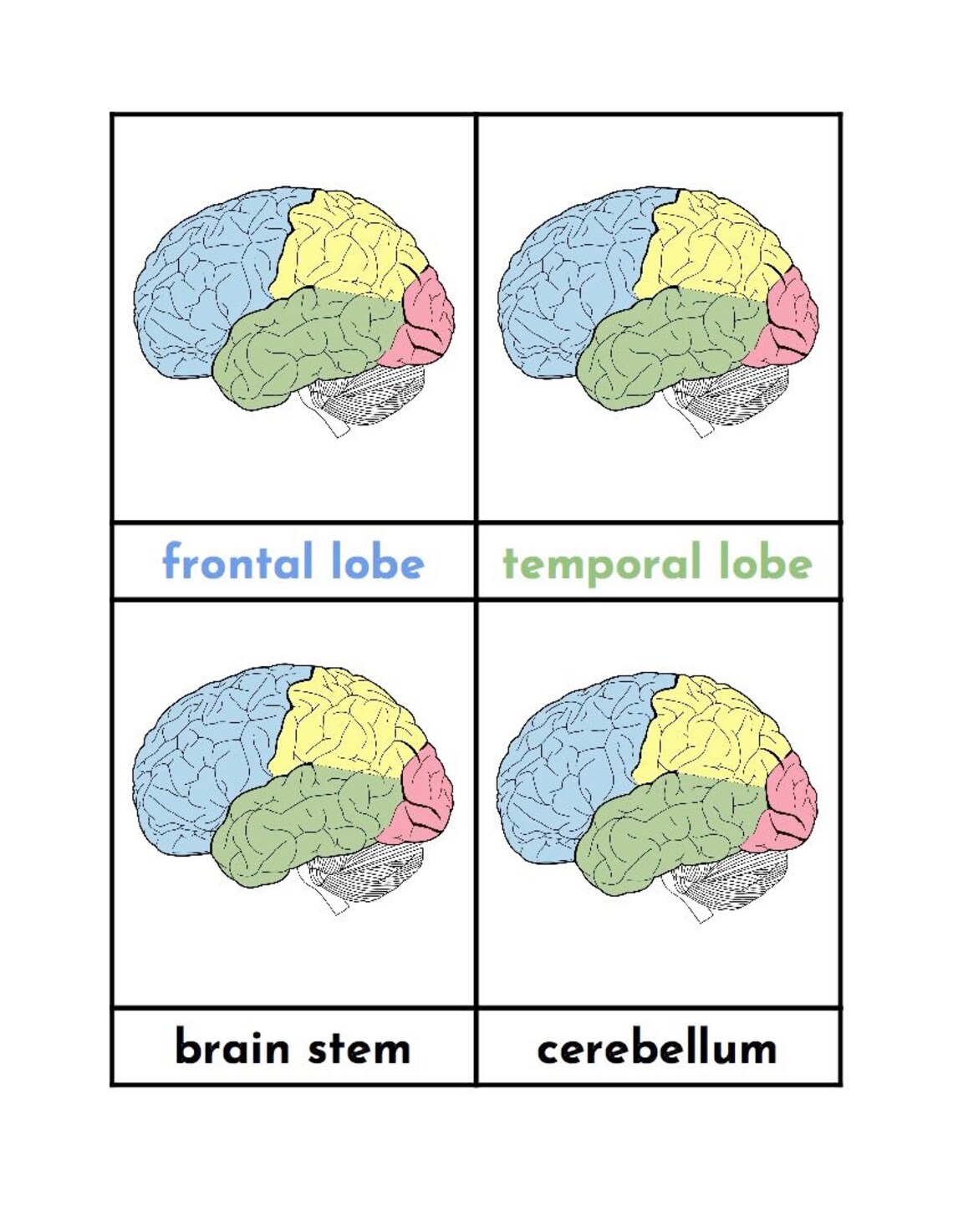 Lobes of the Brain Montessori Three/four Part Cards - Etsy