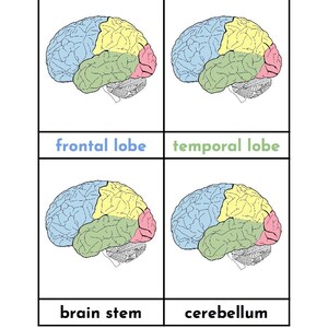 Lobes of the Brain Montessori Three/four Part Cards - Etsy