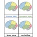 Lobes of the Brain Montessori Three/four Part Cards - Etsy