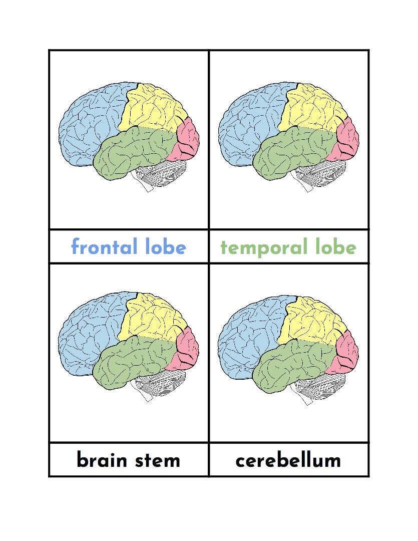 Lobes of the Brain Montessori Three/four Part Cards - Etsy
