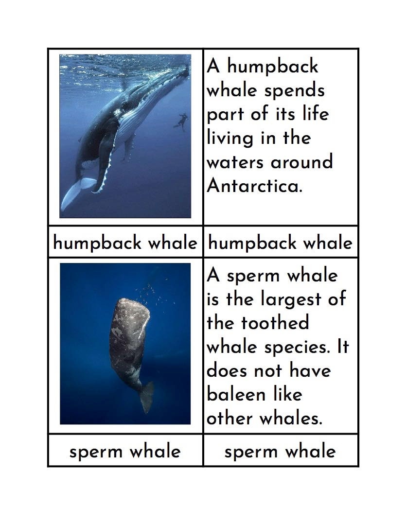 Animals of Antarctica Montessori Three/four Part Cards - Etsy