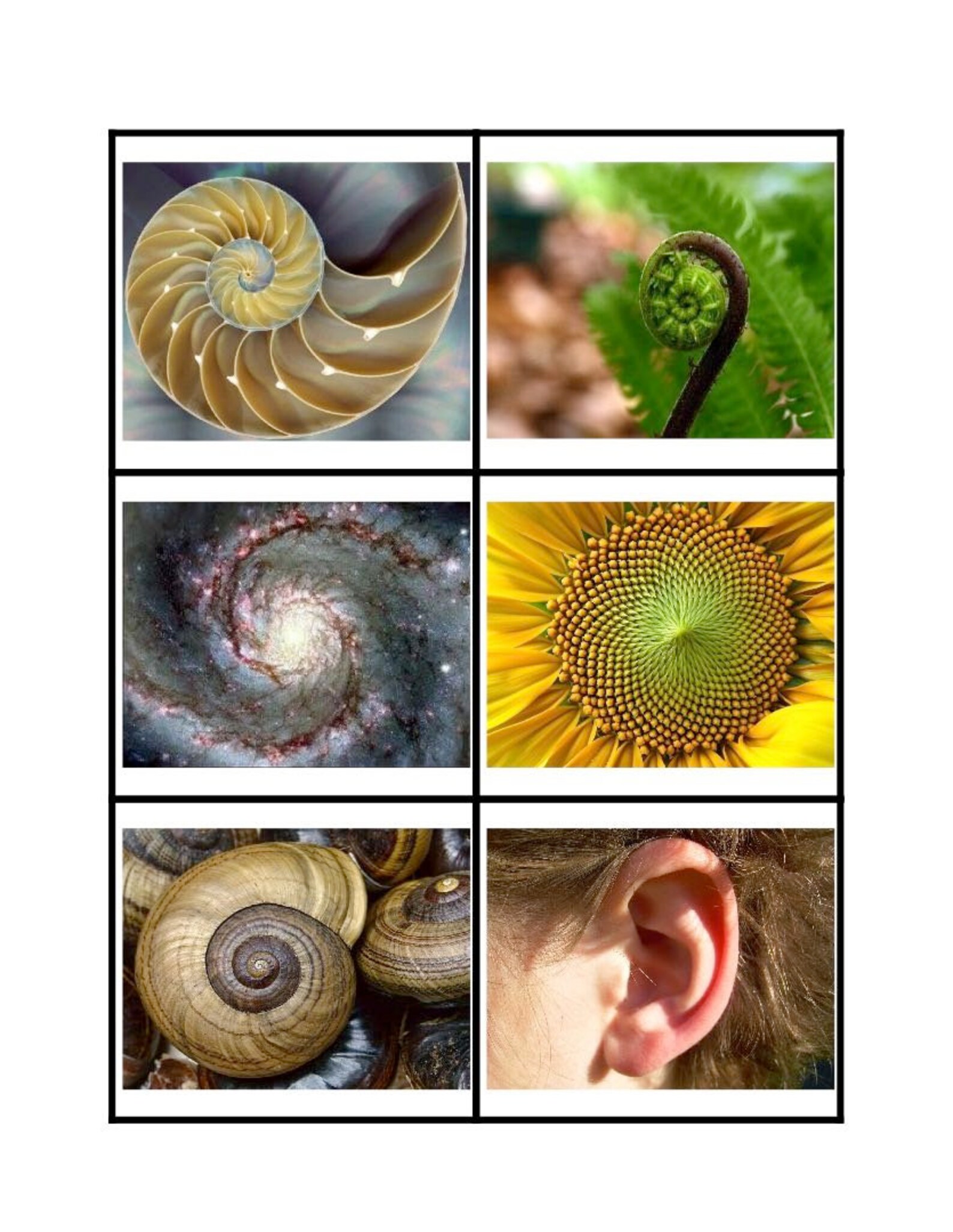 Fibonacci Spiral Matching Cards Etsy