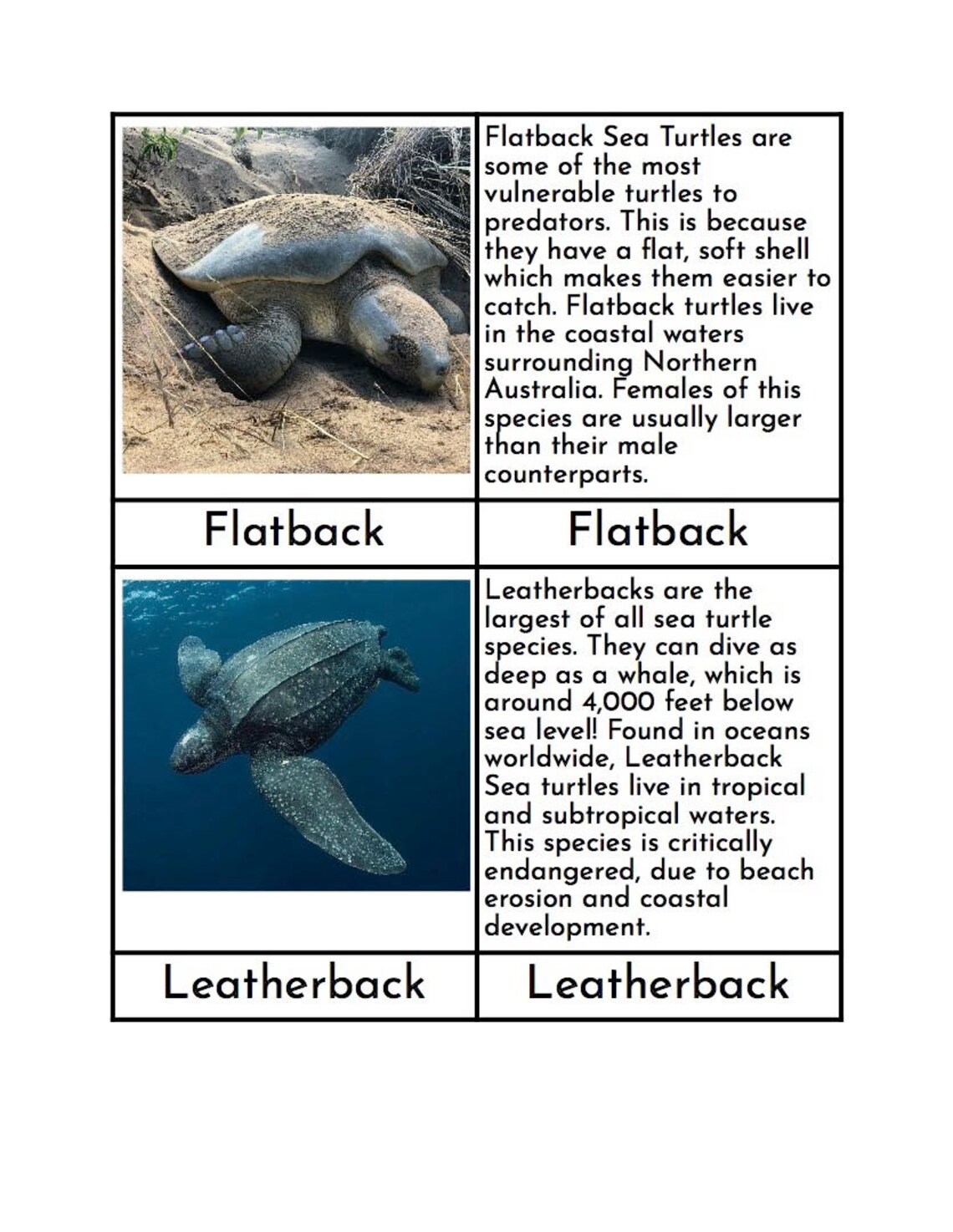 Types of Sea Turtles Three/four Part Cards - Etsy