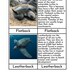 Types of Sea Turtles Three/four Part Cards - Etsy