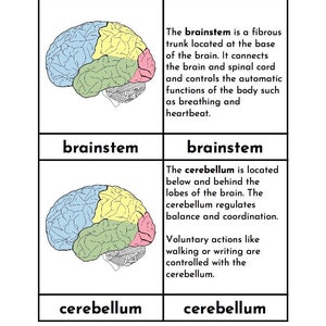 Lobes of the Brain Montessori Three/four Part Cards - Etsy