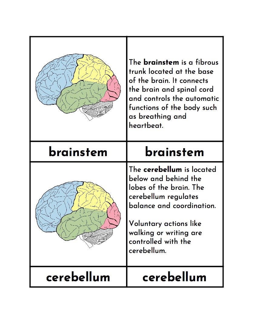 Lobes of the Brain Montessori Three/four Part Cards - Etsy