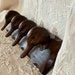 Vintage Duck Decoy Heads Coat Hooks/hat Rack - Etsy