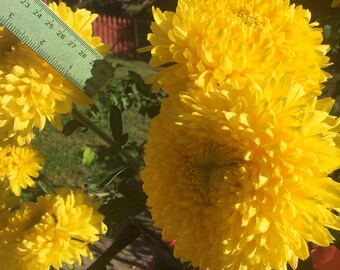 Football Mums Plant - Etsy