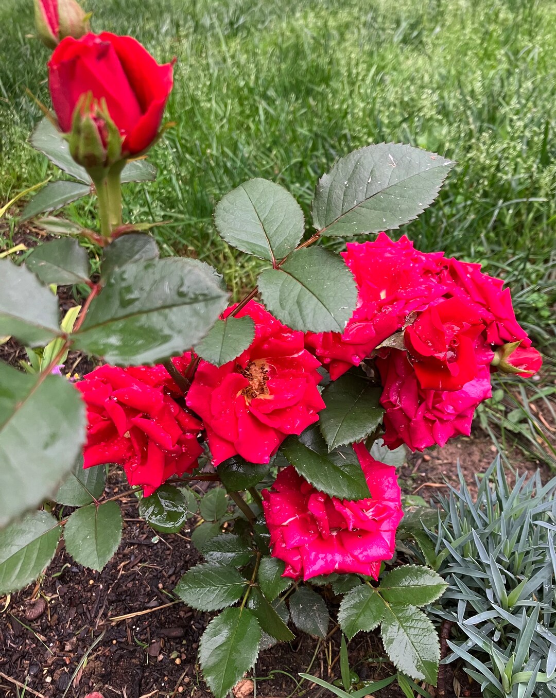 Miniature/mini Dark Red Rose Loving Heart. - Etsy