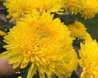 Football Mums Plant - Etsy