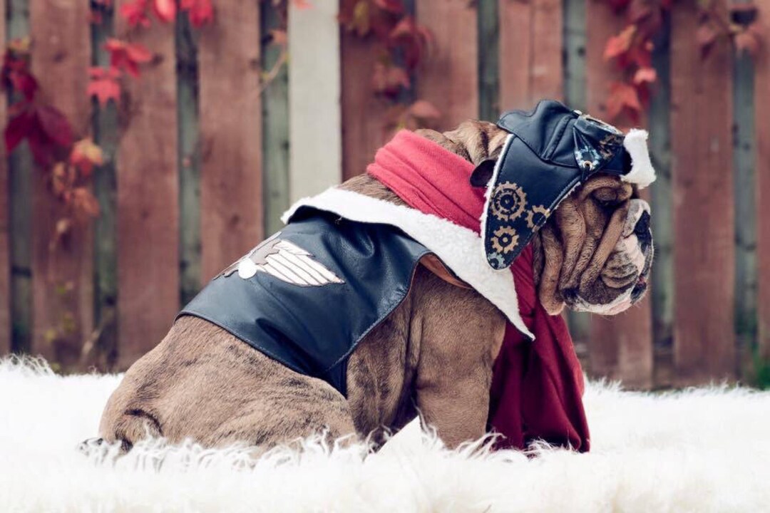 Aviator Dog Costume With Cap, Steampunk, Wingman, Pilot, Wings ...