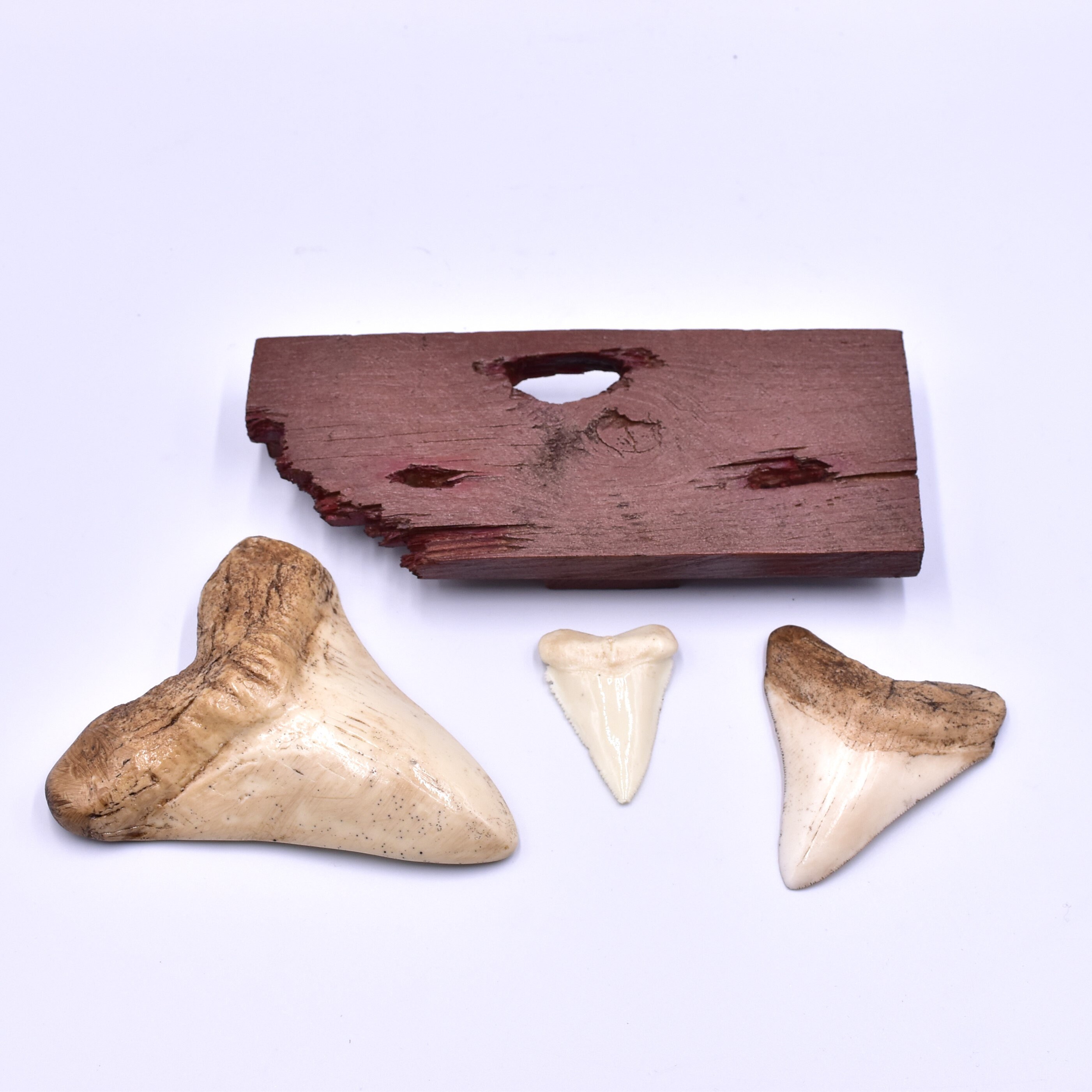 Megalodon Toy 25CM Hollow Sea Life Megalodon Whale Shark Model Decor ...