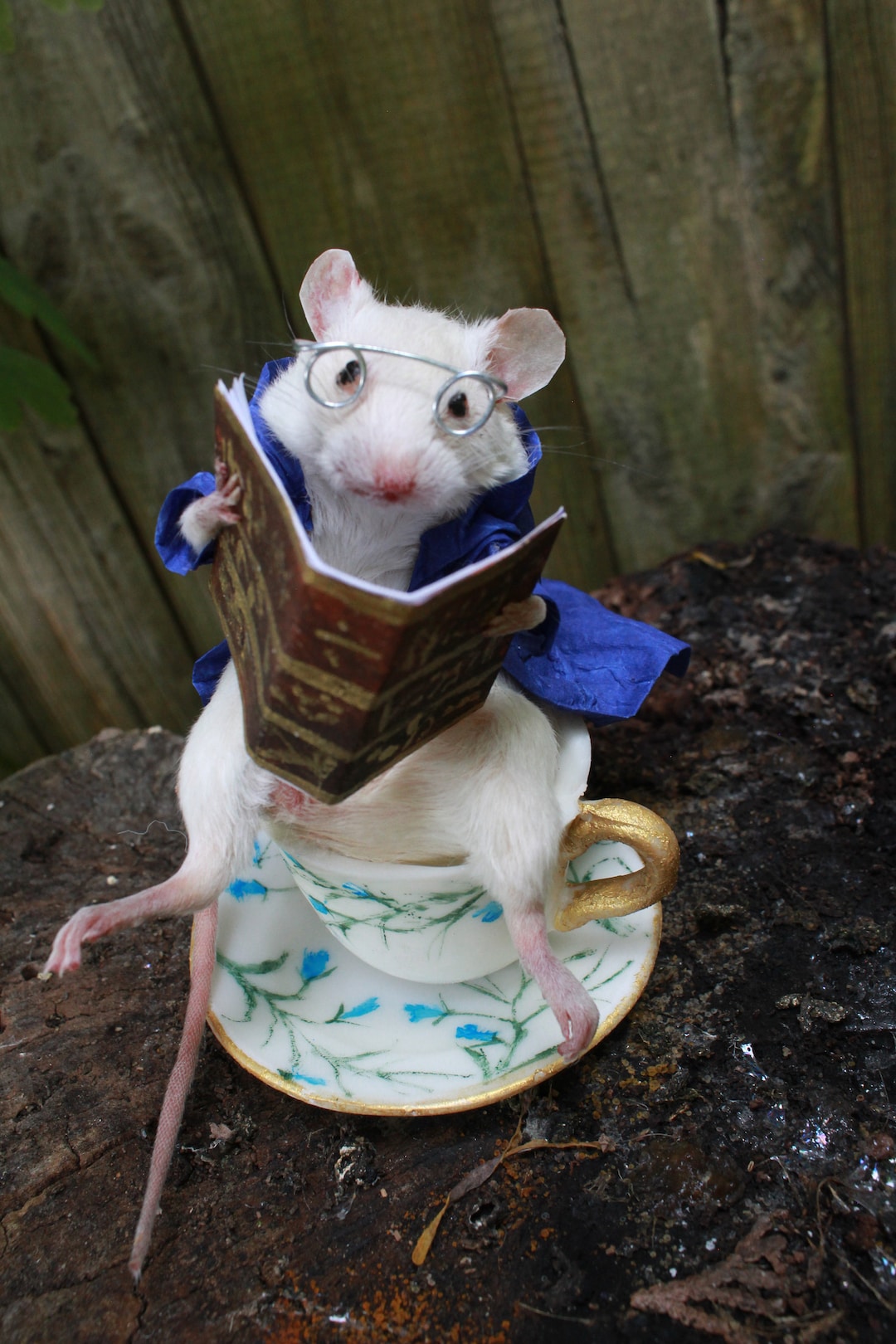 Taxidermy Rat Mouse Reader Teacup Taxidermy Rat Reader Curiosity ...