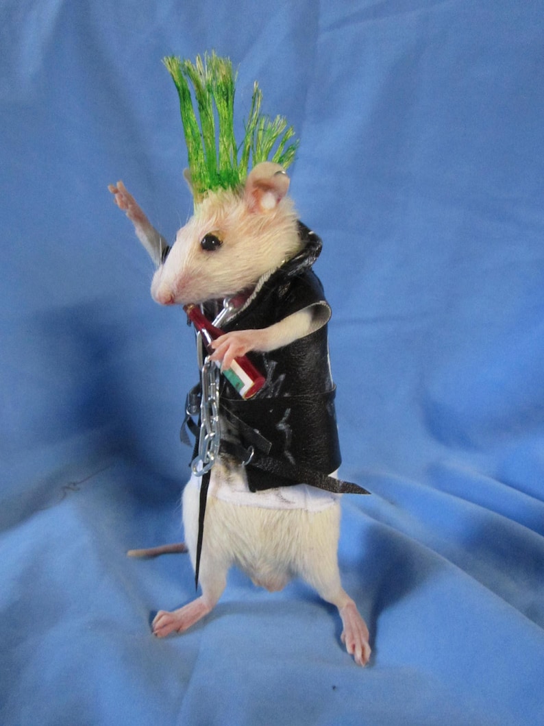 Taxidermy Rat Punk Taxidermy Rat Punk Cabinet of Curiosities Oditties ...