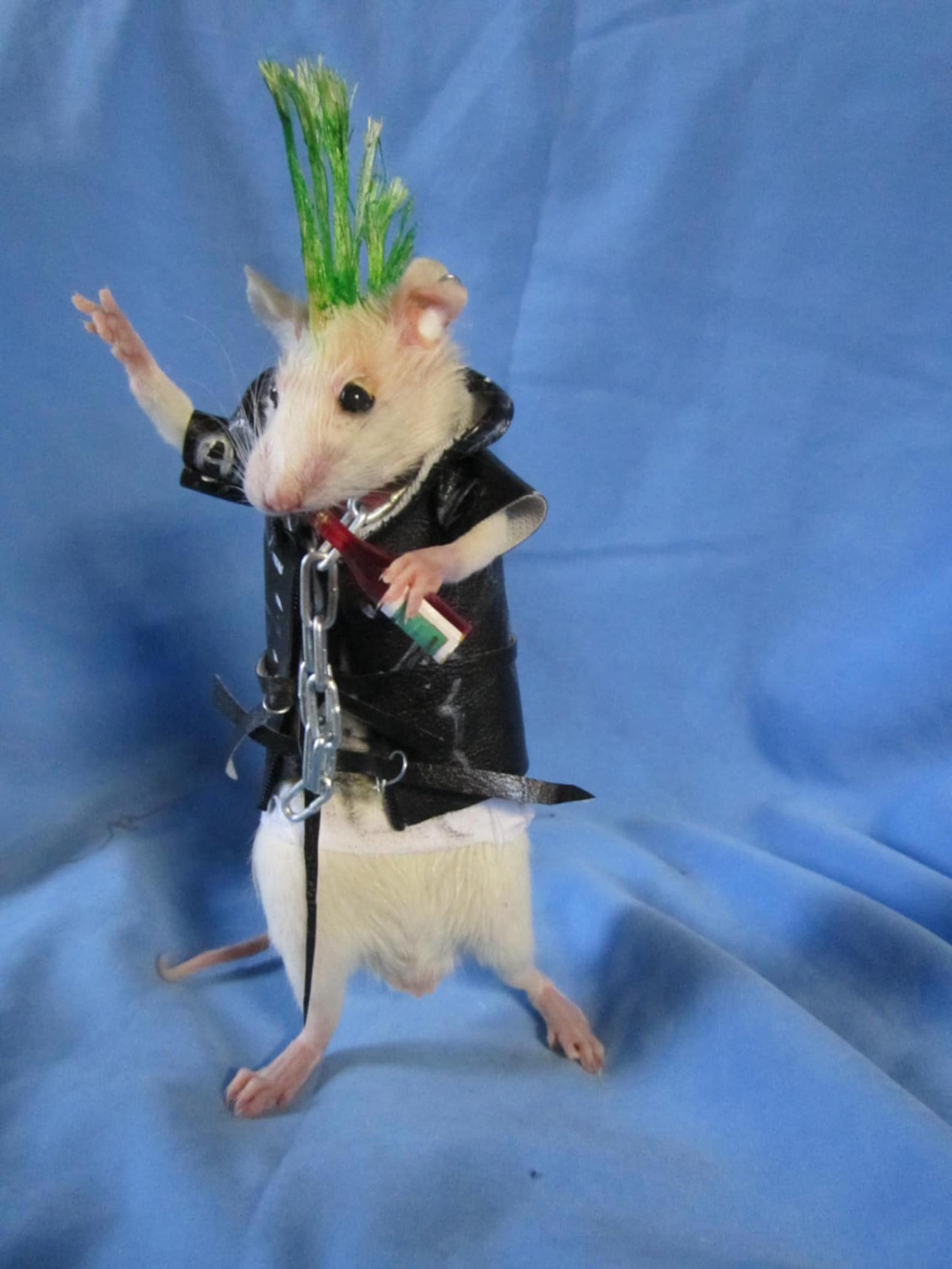 Taxidermie rat punk taxidermia rat punk gabinete de curiosidad - Etsy ...
